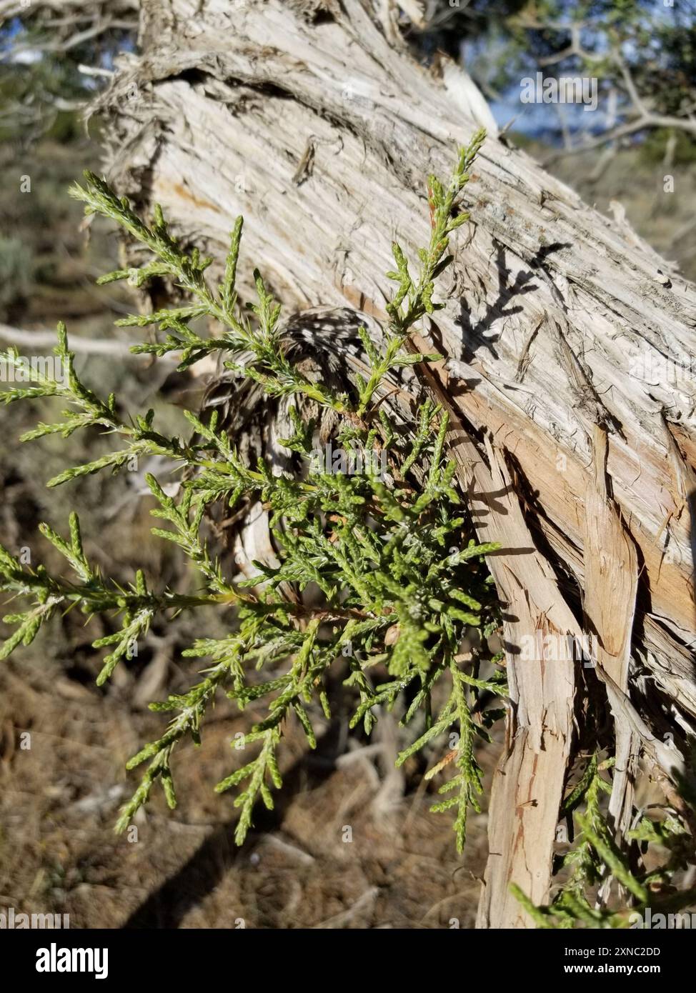 cypress family (Cupressaceae) Plantae Stock Photo - Alamy