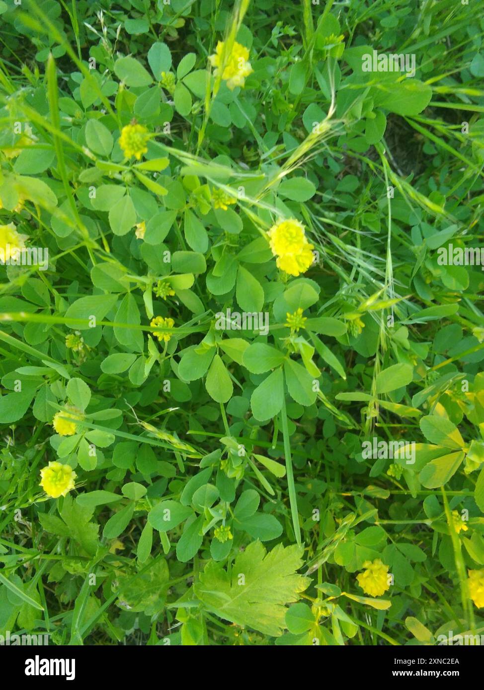 hop trefoil (Trifolium campestre) Plantae Stock Photo - Alamy
