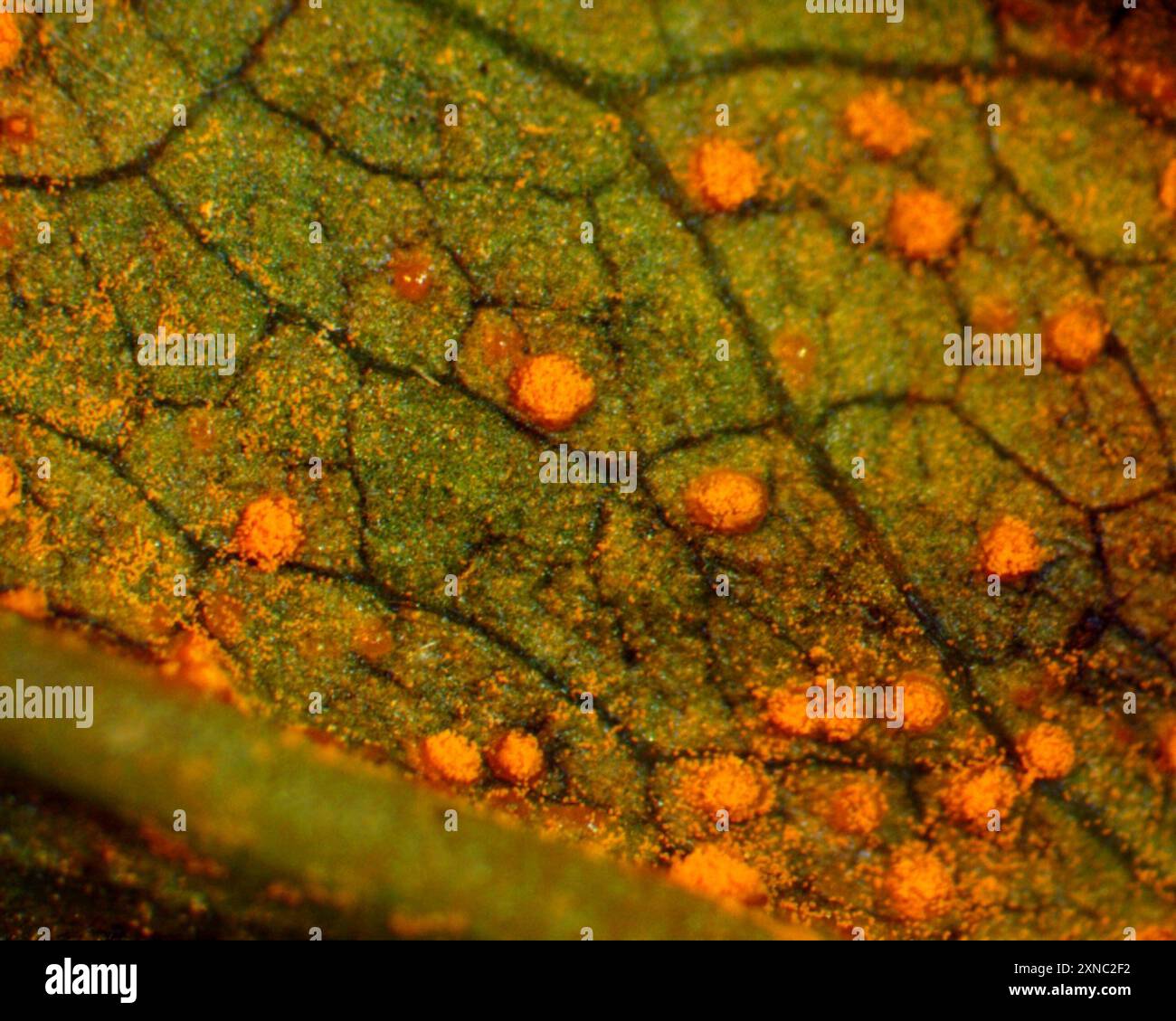 rust fungi (Pucciniales) Fungi Stock Photo - Alamy