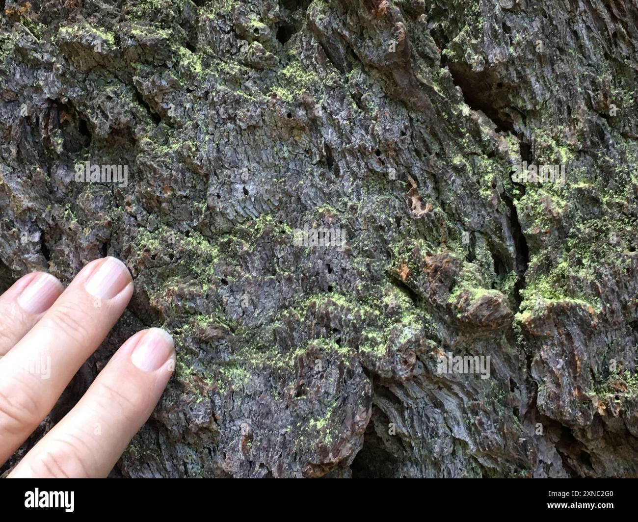 gold dust lichen (Chrysothrix candelaris) Fungi Stock Photo - Alamy
