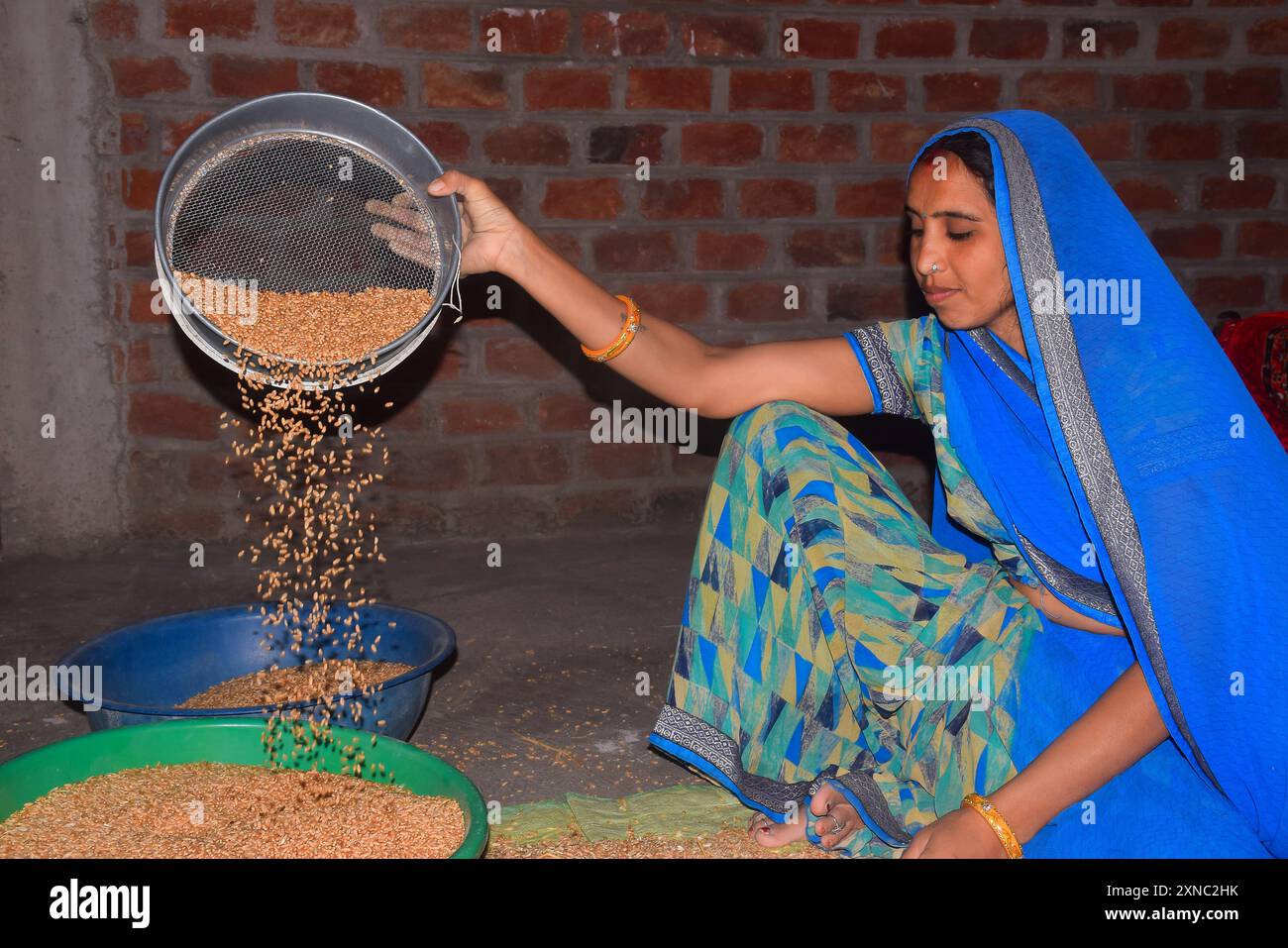 young Indian woman, wearing a blue sari, sifting wheat through a sieve ...