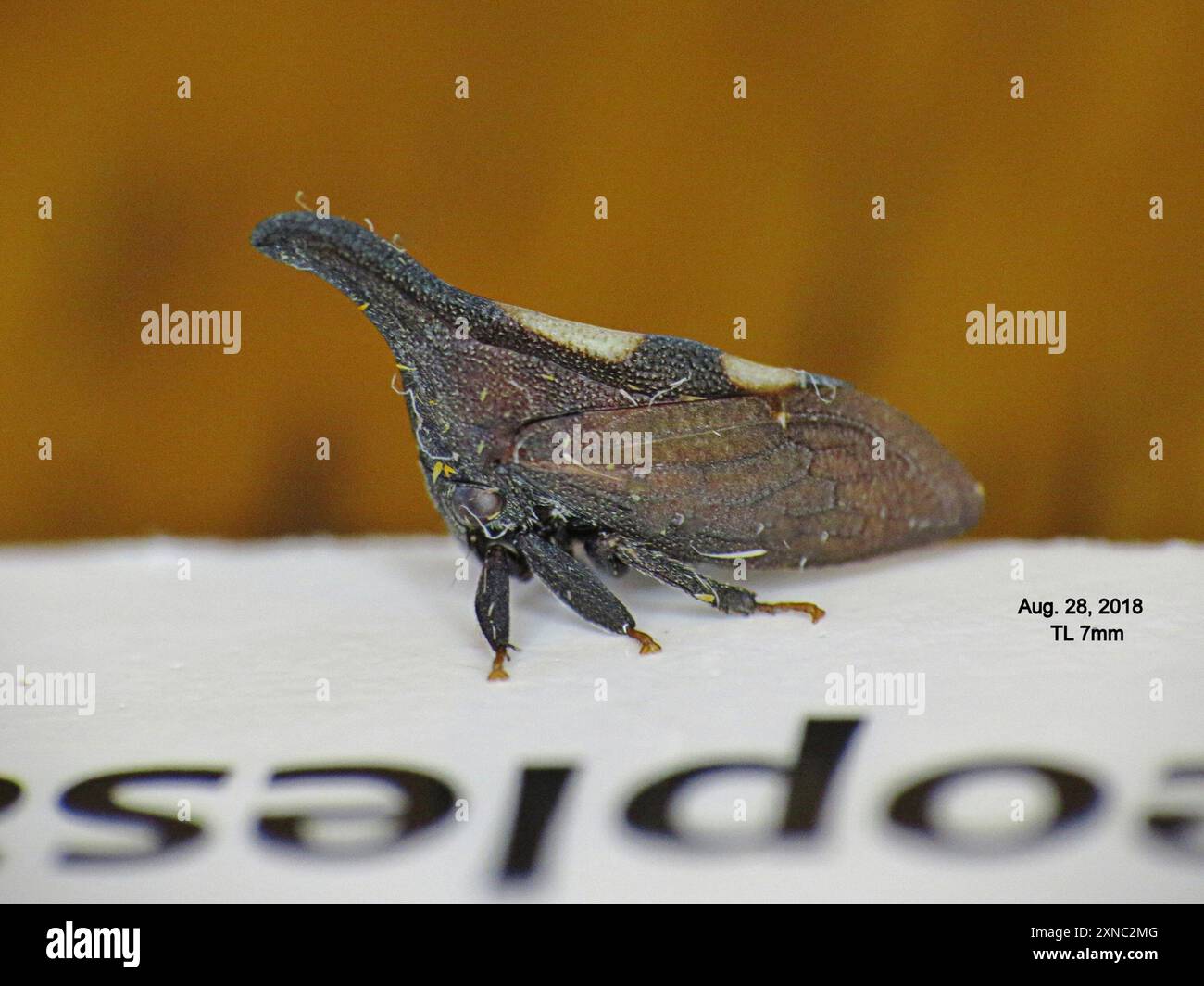 Two-marked Treehopper Complex (Enchenopa binotata) Insecta Stock Photo ...
