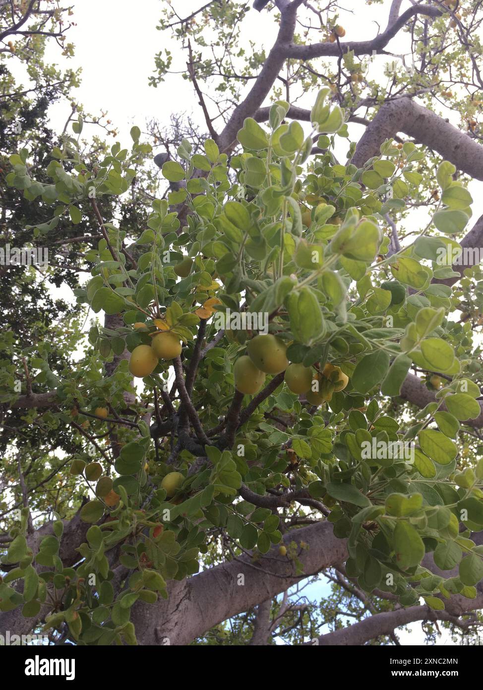 cimarron plum (Cyrtocarpa edulis) Plantae Stock Photo - Alamy