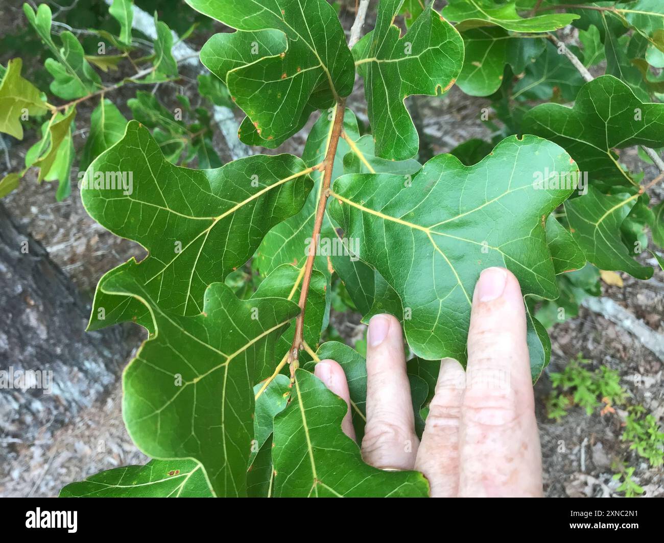 blackjack oak (Quercus marilandica) Plantae Stock Photo - Alamy