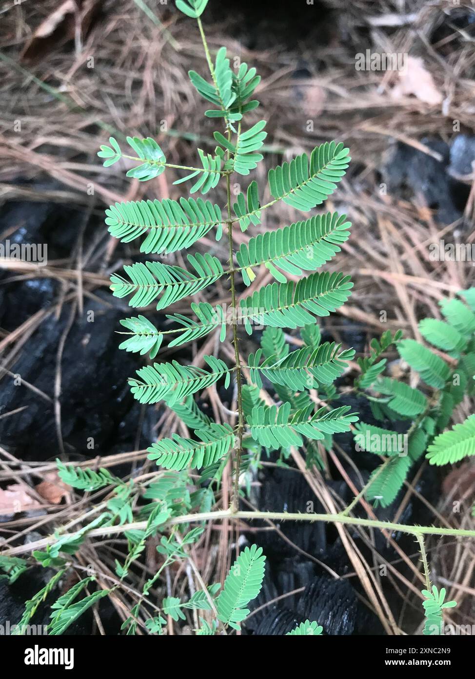 littleleaf sensitive-briar (Mimosa microphylla) Plantae Stock Photo - Alamy
