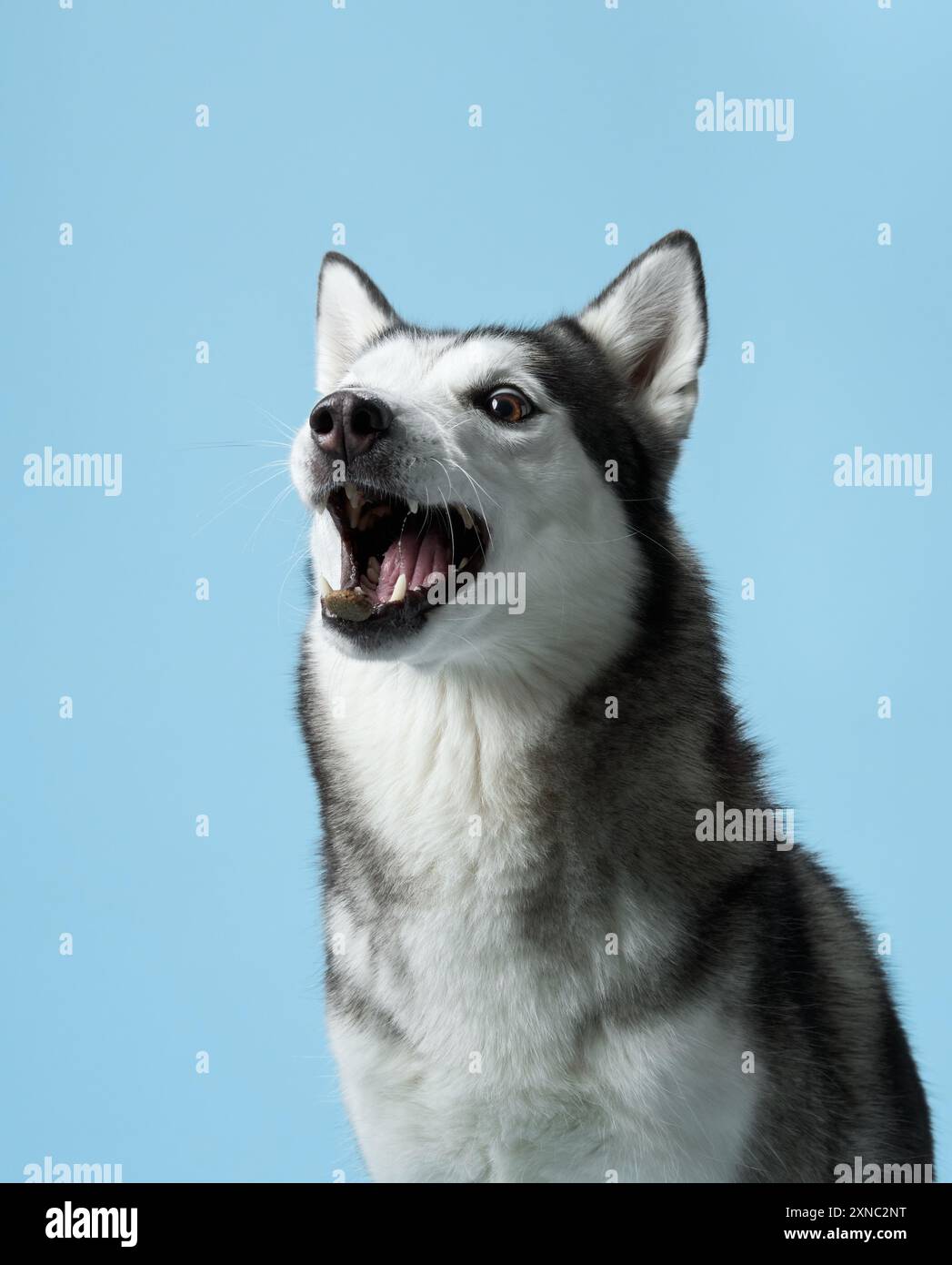 A Siberian Husky dog, mouth agape and eyes alight, catches a treat ...