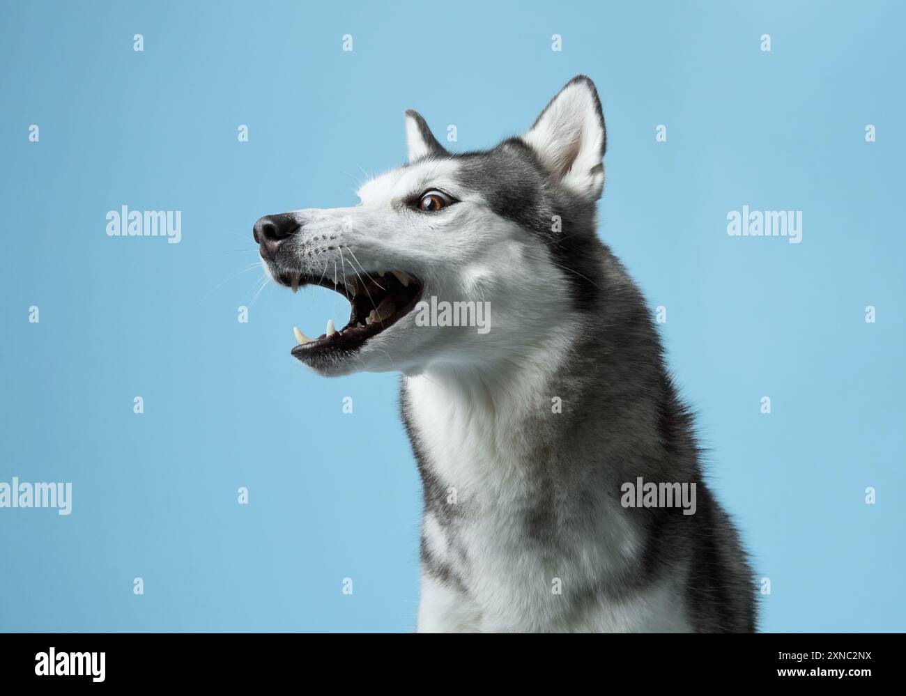 A Siberian Husky dog, mouth agape and eyes alight, catches a treat ...