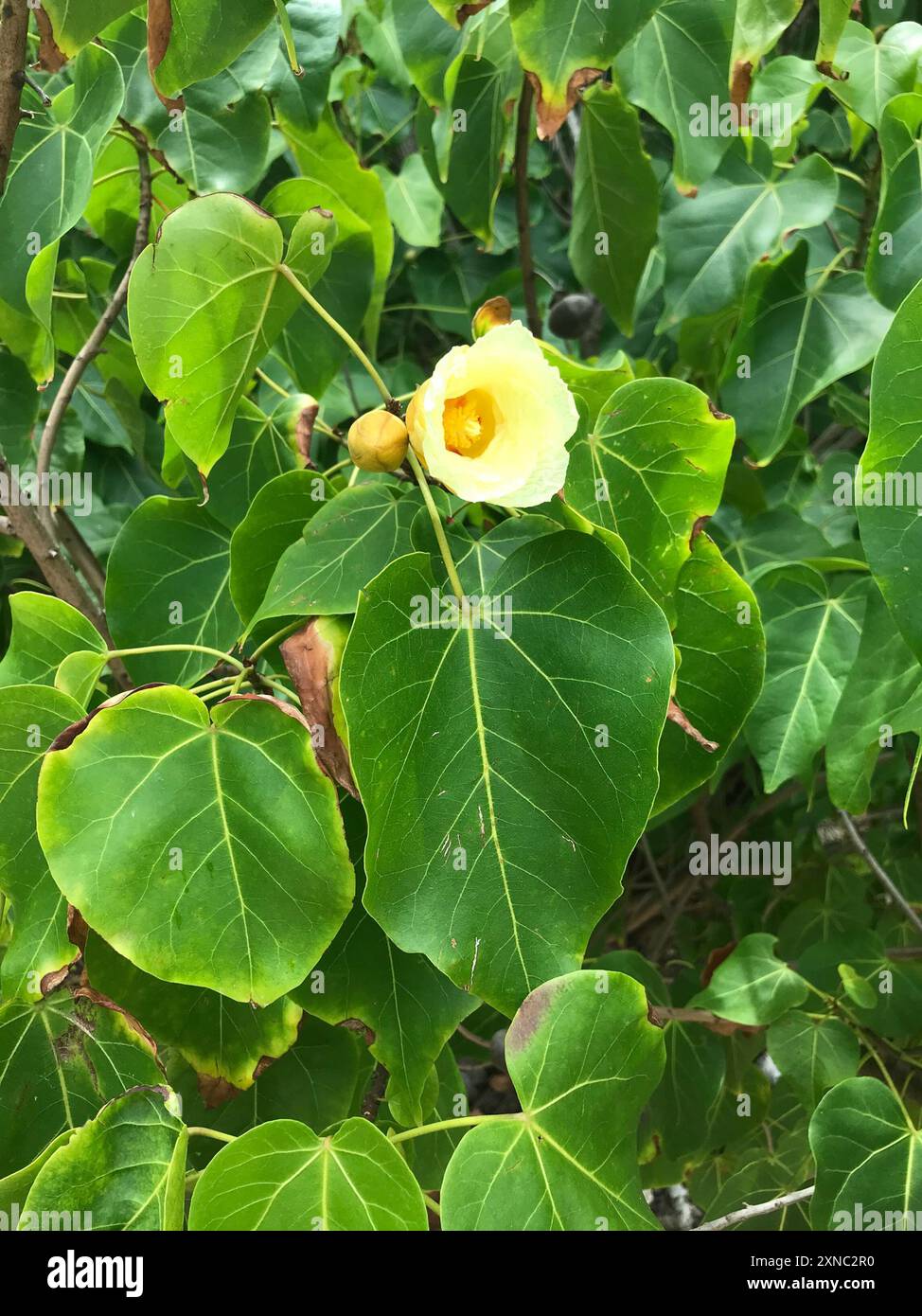 Portia tree (Thespesia populnea) Plantae Stock Photo - Alamy