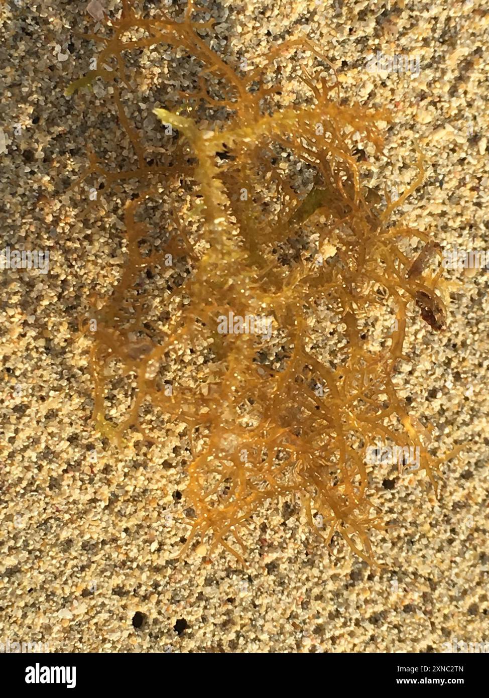 red algae (Rhodophyta) Plantae Stock Photo - Alamy