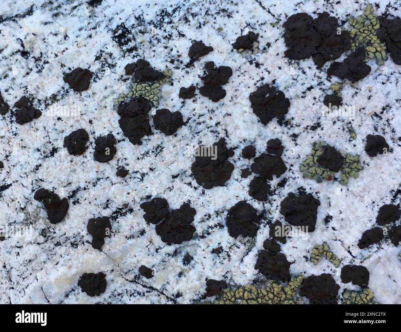 Emery Rocktripe Lichen (Umbilicaria phaea) Fungi Stock Photo - Alamy