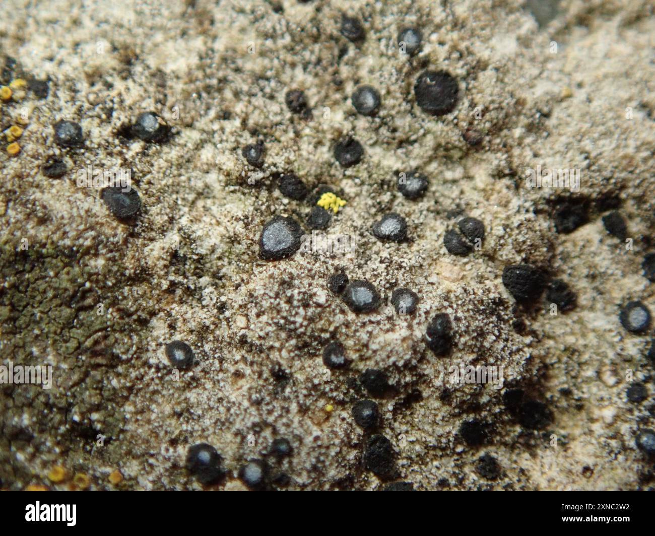 Frosted Grain-spored Lichen (Sarcogyne regularis) Fungi Stock Photo - Alamy