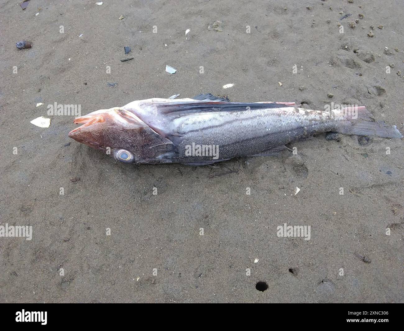 Prionotus evolans hi-res stock photography and images - Alamy