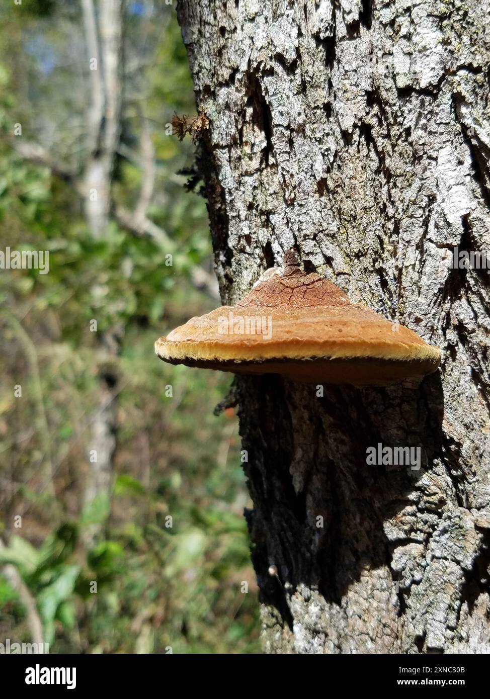 Cracked Cap Polypore (Fulvifomes robiniae) Fungi Stock Photo - Alamy