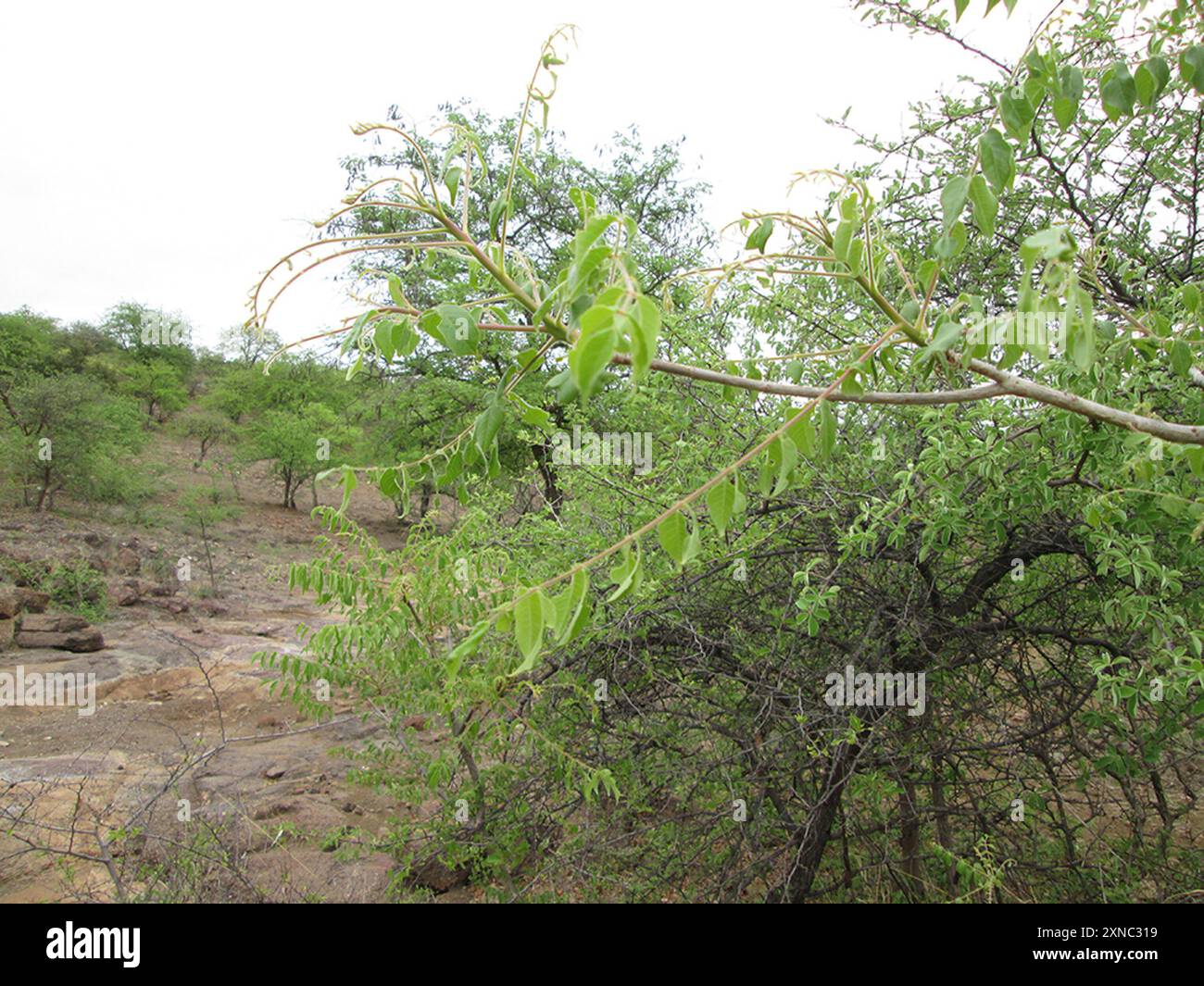 Kirkia (Kirkia acuminata) Plantae Stock Photo - Alamy