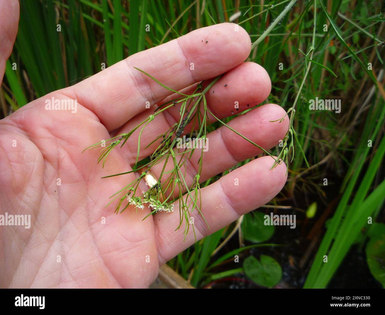 bulblet-bearing water hemlock (Cicuta bulbifera) Plantae Stock Photo ...