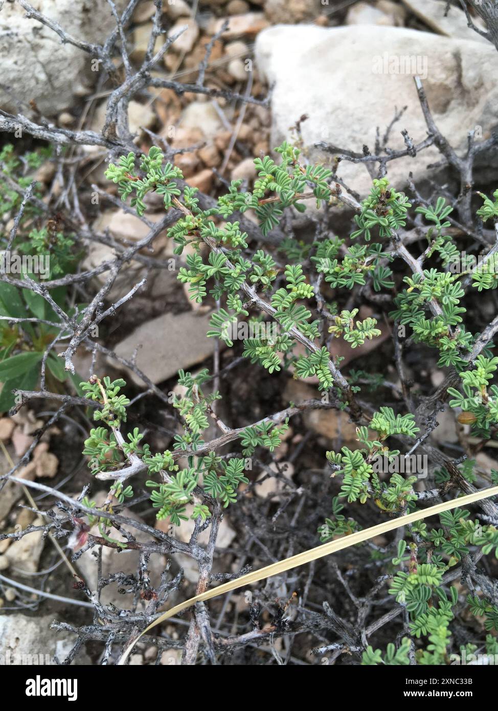 feather dalea (Dalea formosa) Plantae Stock Photo - Alamy