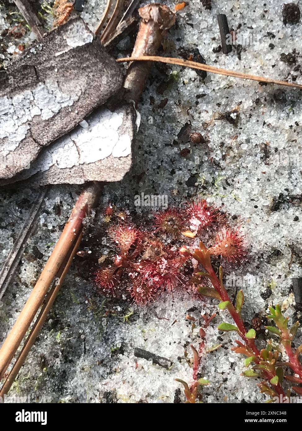 dwarf sundew (Drosera brevifolia) Plantae Stock Photo - Alamy