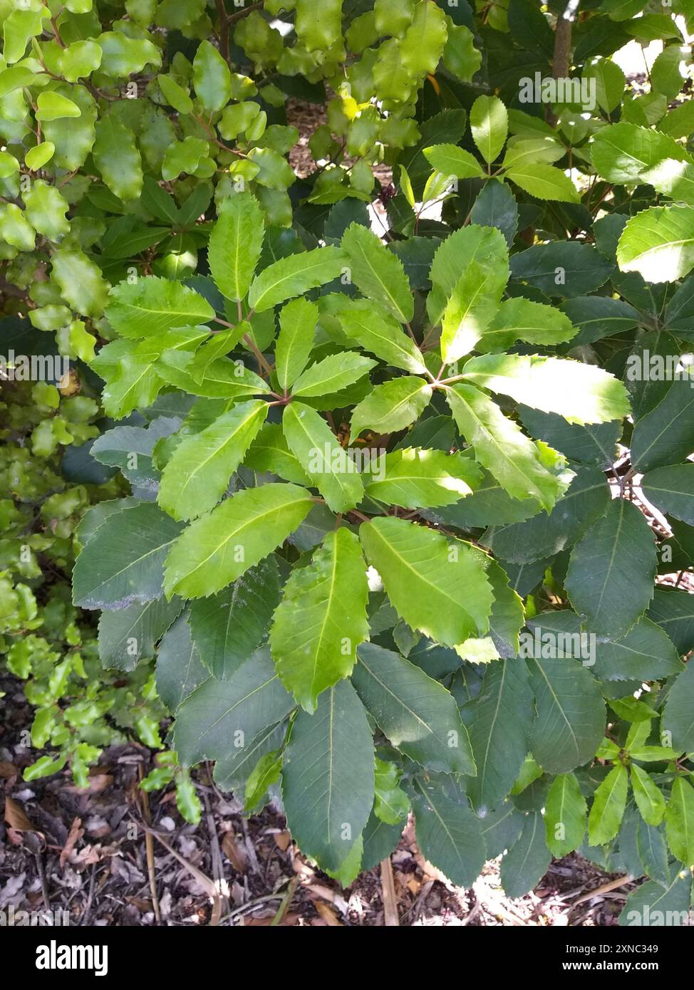 five finger (Pseudopanax arboreus) Plantae Stock Photo - Alamy