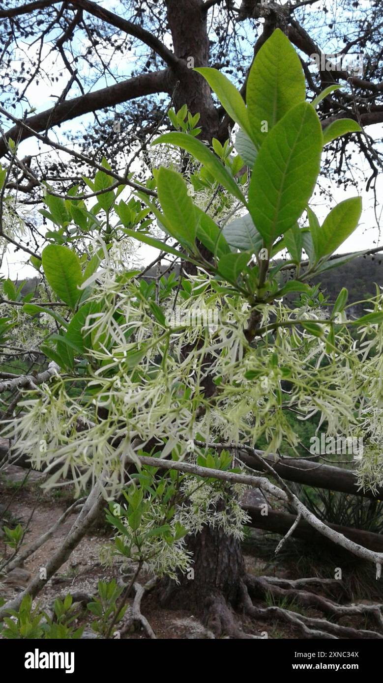 white fringetree (Chionanthus virginicus) Plantae Stock Photo - Alamy