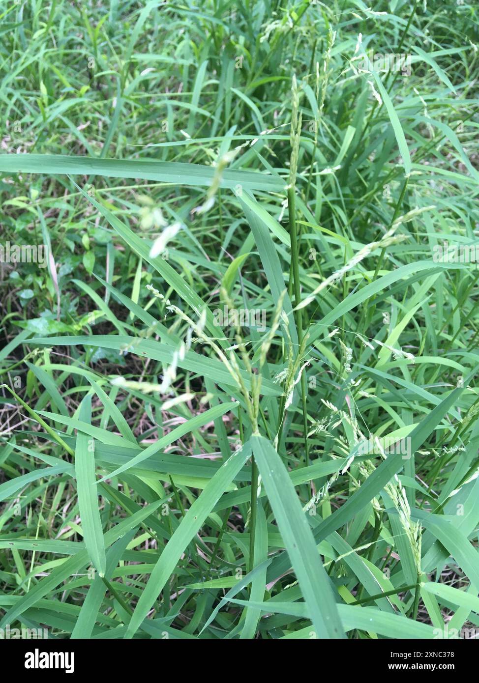 rice cutgrass (Leersia oryzoides) Plantae Stock Photo - Alamy