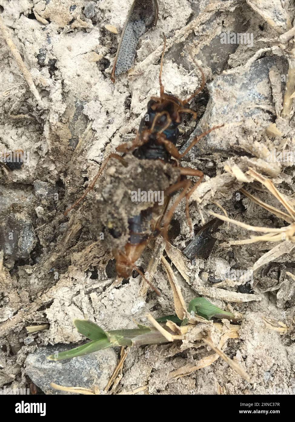 Virginia Metallic Tiger Beetle (Tetracha virginica) Insecta Stock Photo ...