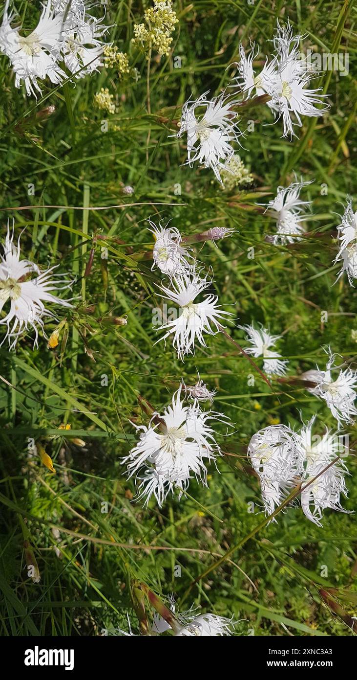 Fringed Pink (Dianthus hyssopifolius) Plantae Stock Photo - Alamy