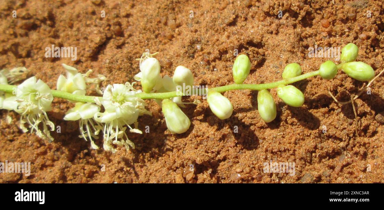 wild syringa (Burkea africana) Plantae Stock Photo - Alamy