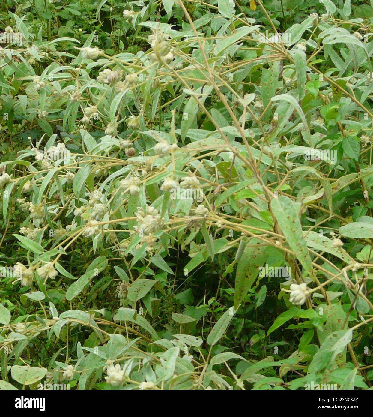 Lindheimer's Doveweed (Croton lindheimeri) Plantae Stock Photo - Alamy