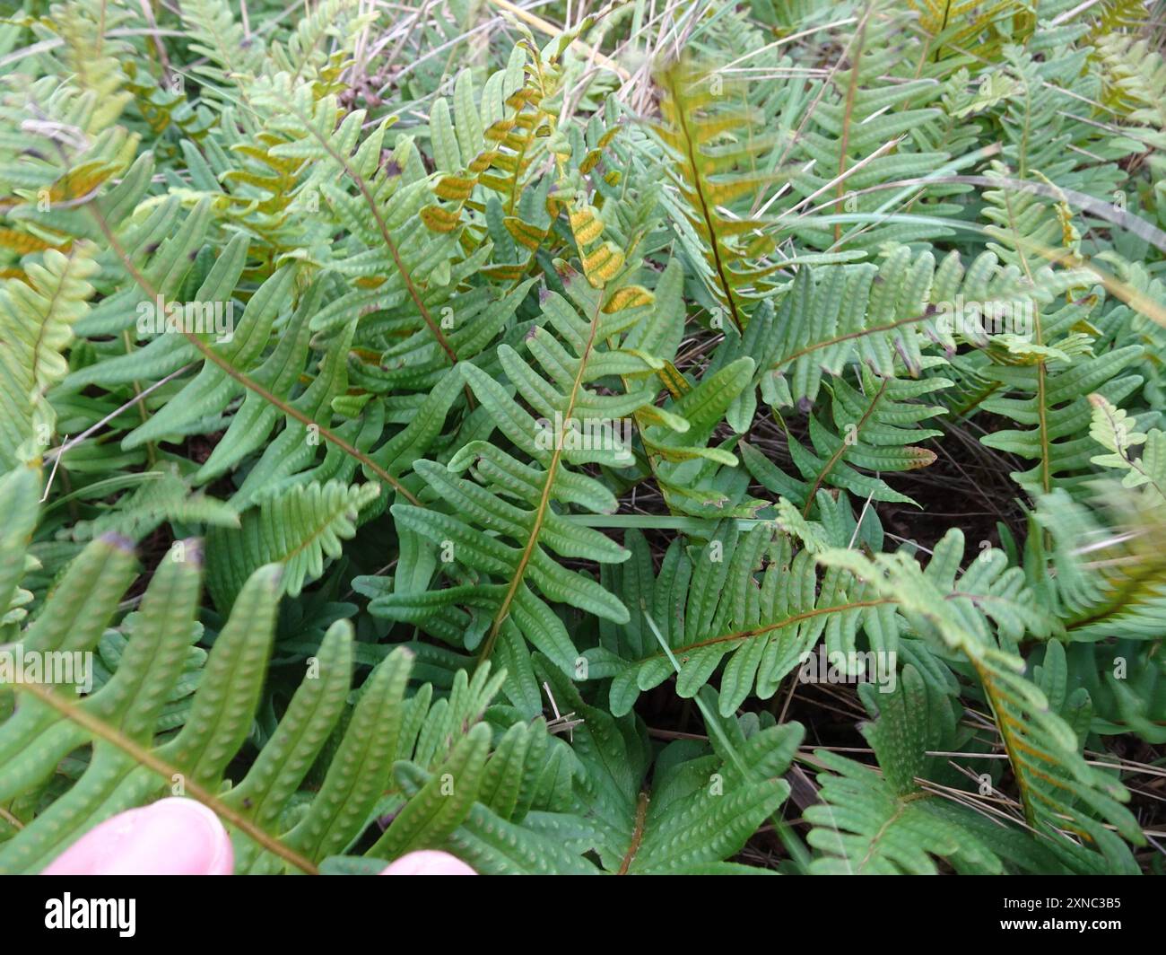 intermediate polypody (Polypodium interjectum) Plantae Stock Photo - Alamy