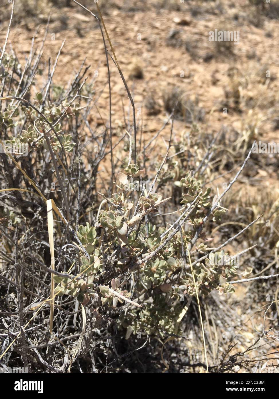 Shadscale Saltbush (Atriplex confertifolia) Plantae Stock Photo - Alamy