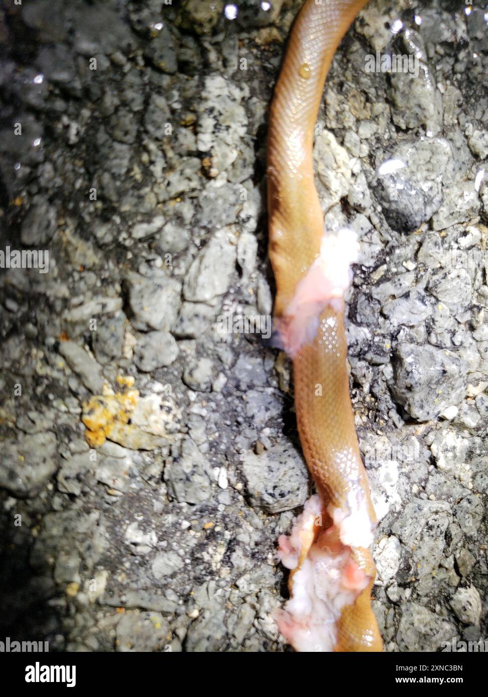 Smooth Earthsnake (Virginia valeriae) Reptilia Stock Photo - Alamy