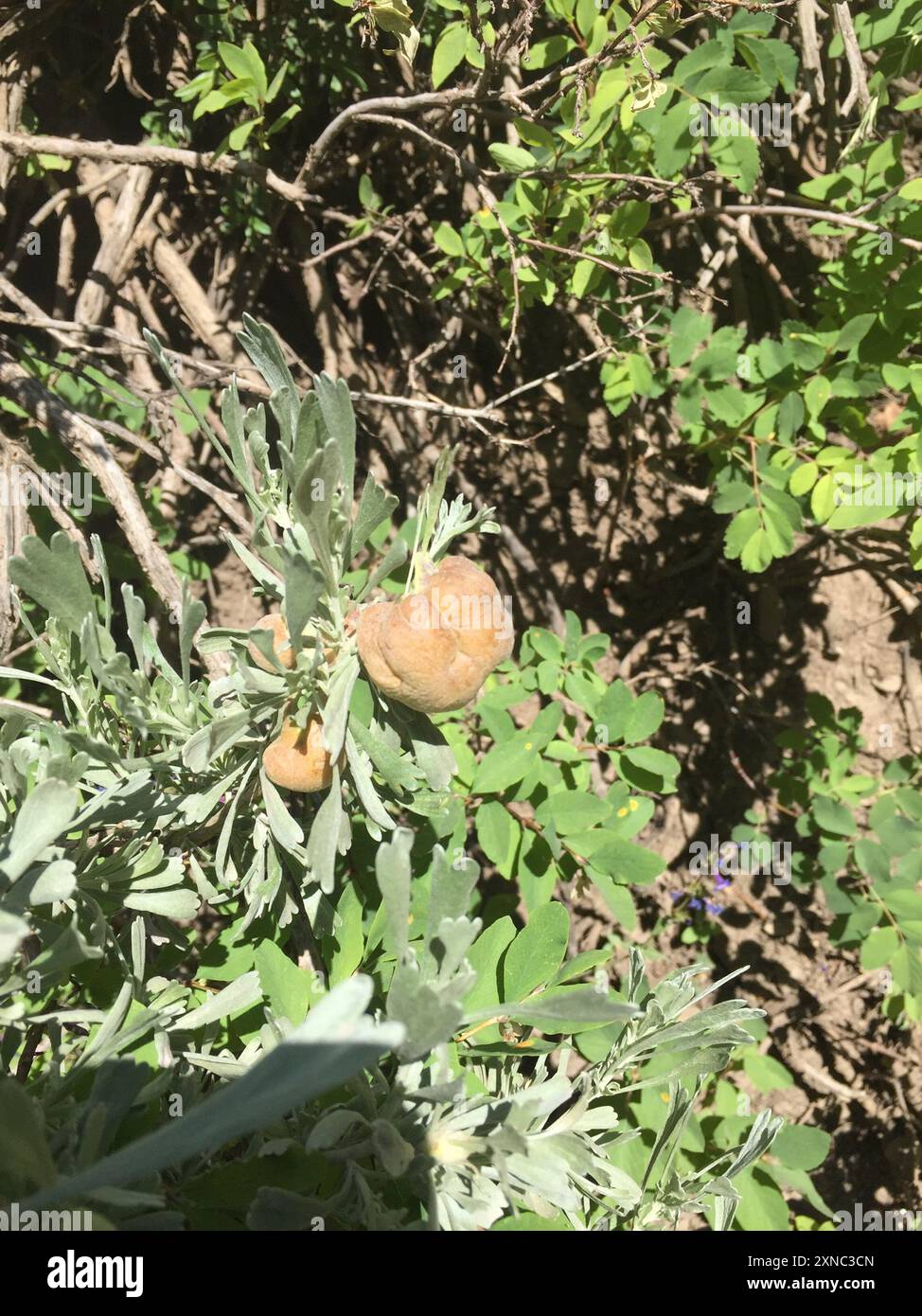 Sponge Gall Midge (Rhopalomyia pomum) Insecta Stock Photo - Alamy