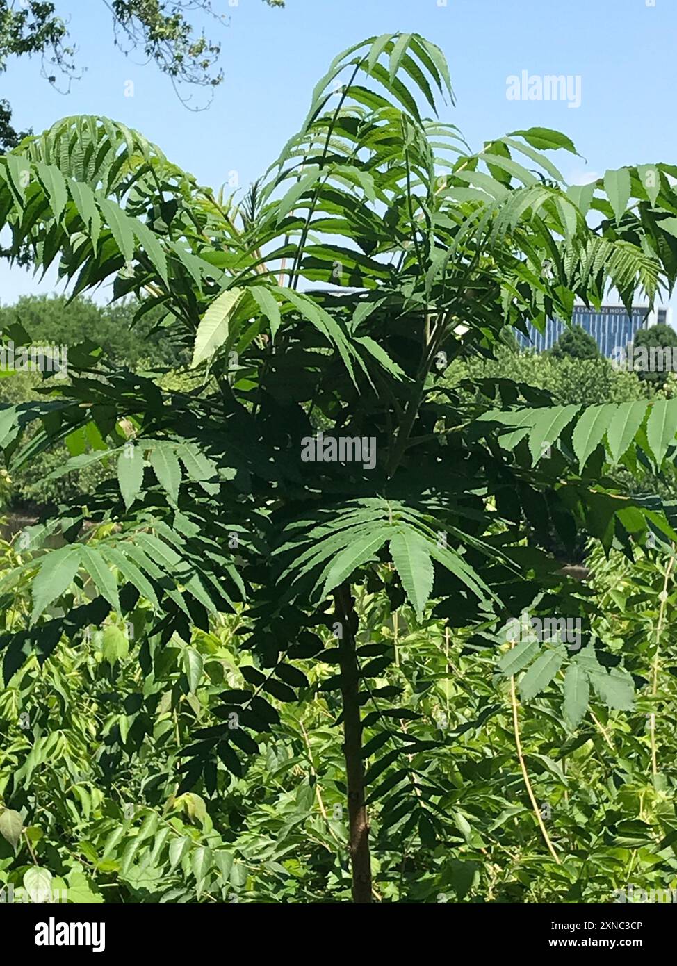 tree-of-heaven (Ailanthus altissima) Plantae Stock Photo - Alamy