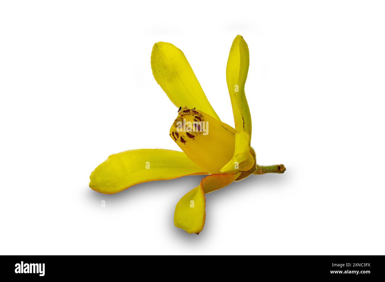 Closeup view of Neem , Margosa, Indian lilac, Nim, Azadirachta indica ...