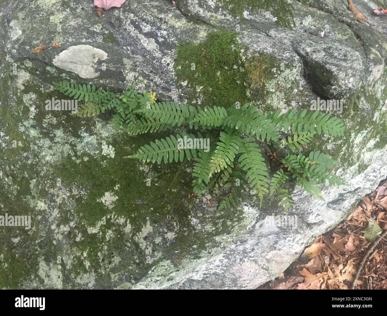 rock polypody (Polypodium virginianum) Plantae Stock Photo - Alamy