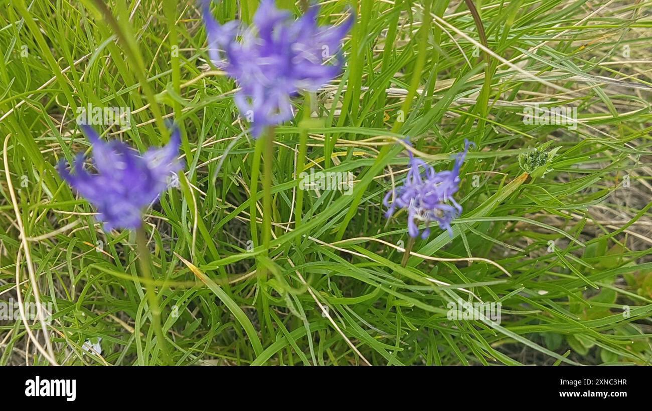 Phyteuma hemisphaericum hi-res stock photography and images - Alamy