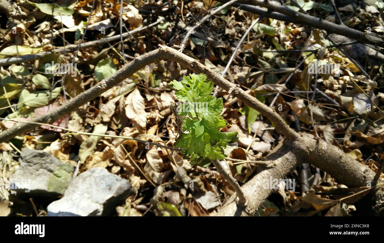 vascular plants (Tracheophyta) Plantae Stock Photo - Alamy