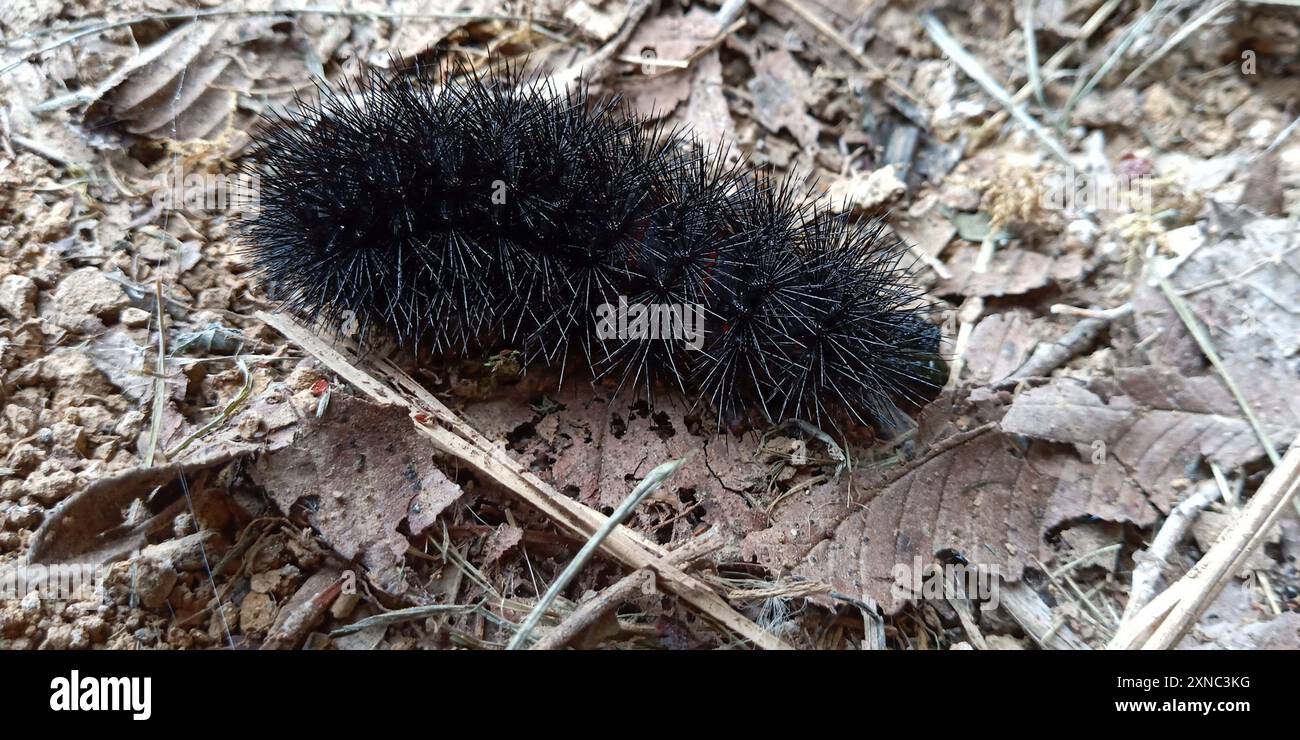 Giant Leopard Moth (Hypercompe scribonia) Insecta Stock Photo - Alamy