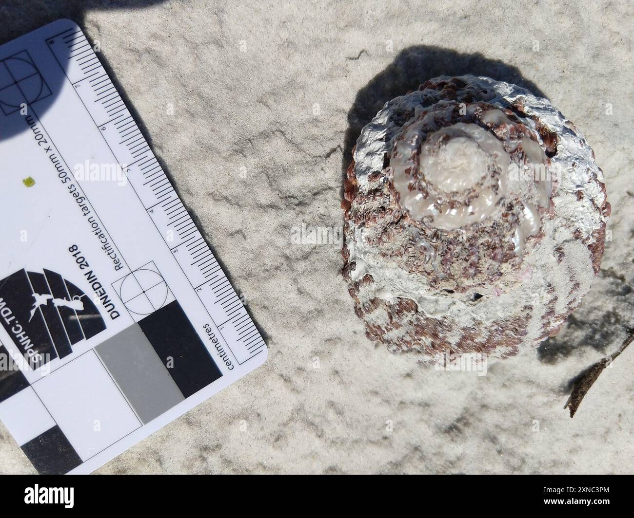 Cook's Turban (Cookia sulcata) Mollusca Stock Photo - Alamy