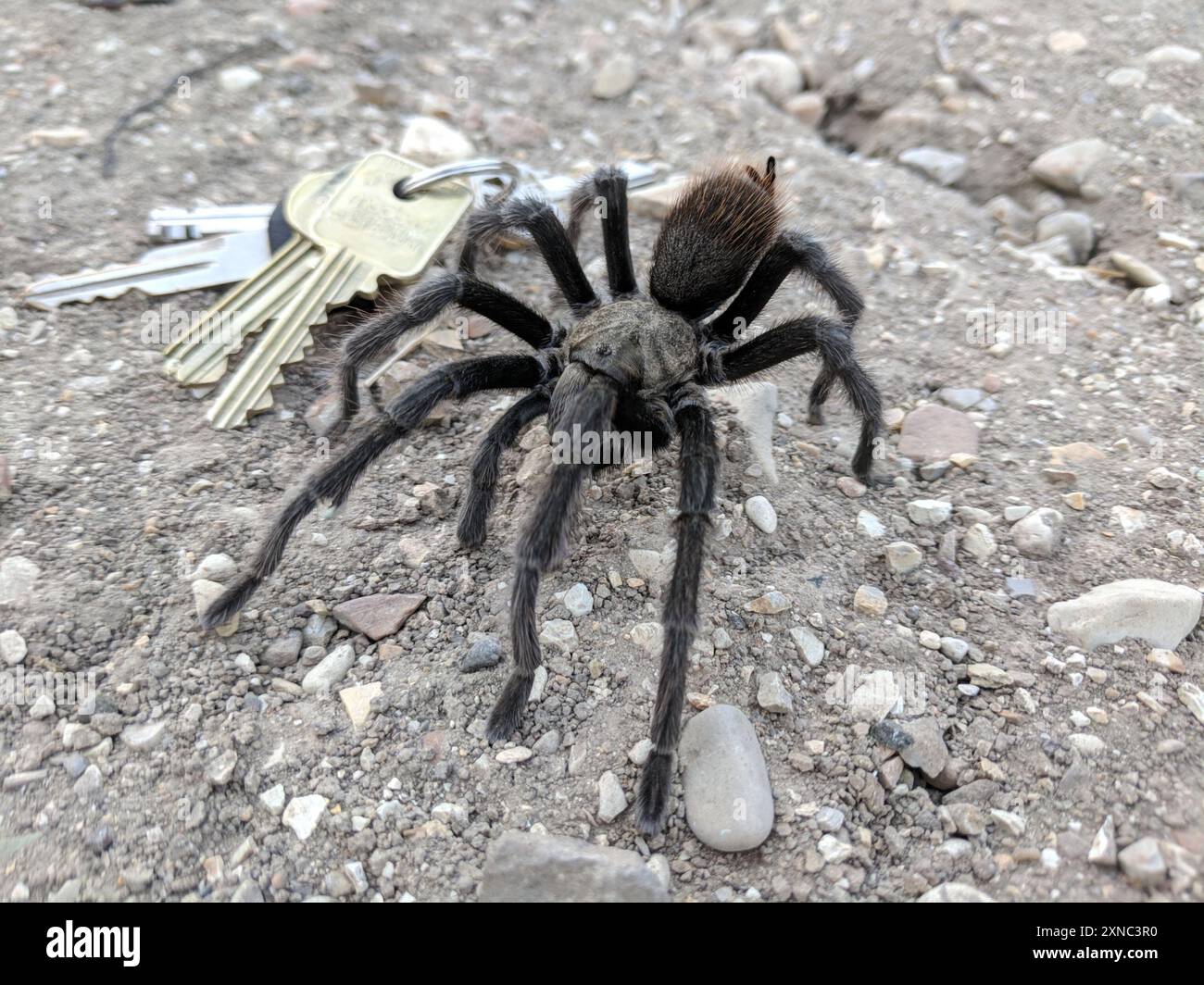 Desert Tarantula (Aphonopelma iodius) Arachnida Stock Photo - Alamy