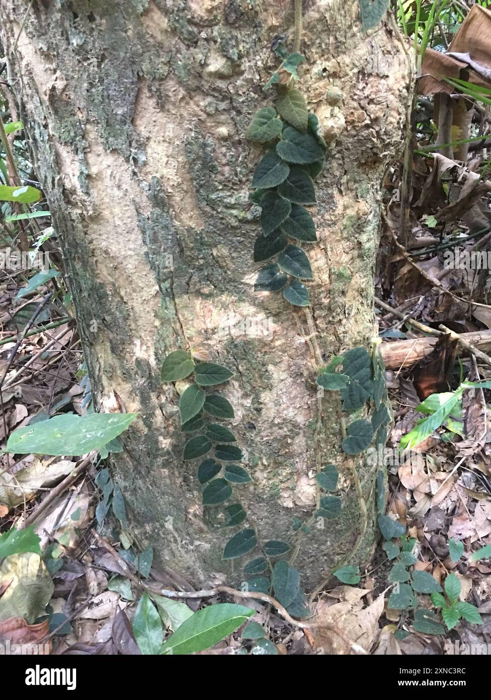Shaggy Leaf Fig (Ficus villosa) Plantae Stock Photo - Alamy