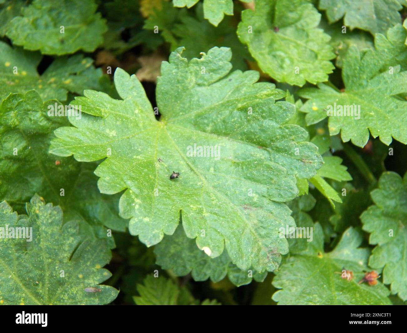 Carolina Bristlemallow (Modiola caroliniana) Plantae Stock Photo - Alamy