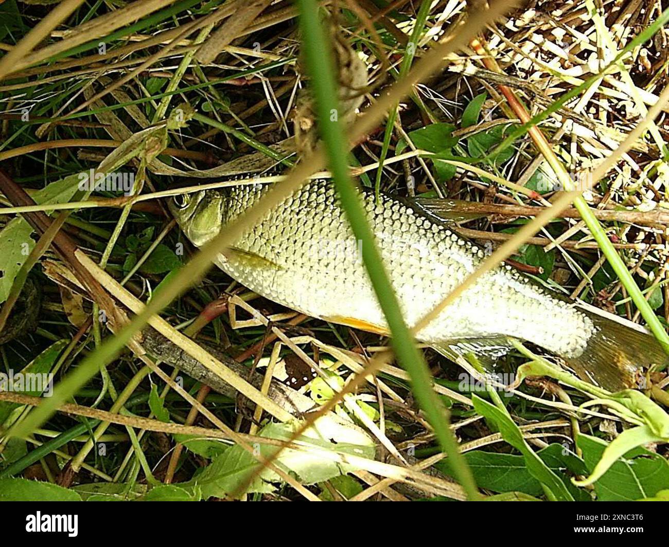 Golden Shiner (Notemigonus crysoleucas) Actinopterygii Stock Photo - Alamy