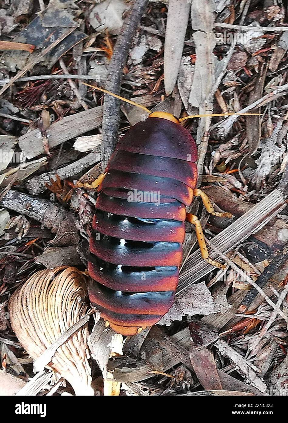Cape Mountain Cockroach (Aptera fusca) Insecta Stock Photo - Alamy