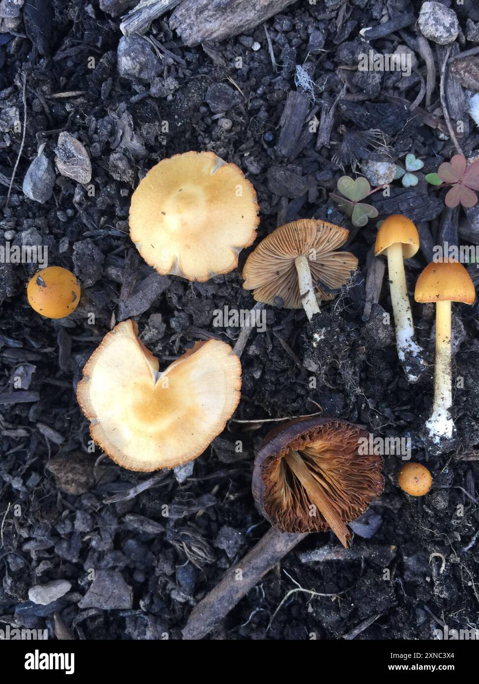 common conecap (Conocybe tenera) Fungi Stock Photo - Alamy