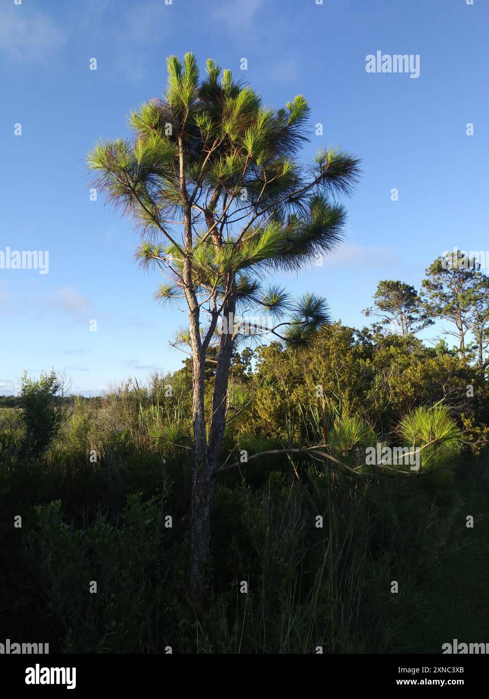 hard pines (Pinus) Plantae Stock Photo - Alamy
