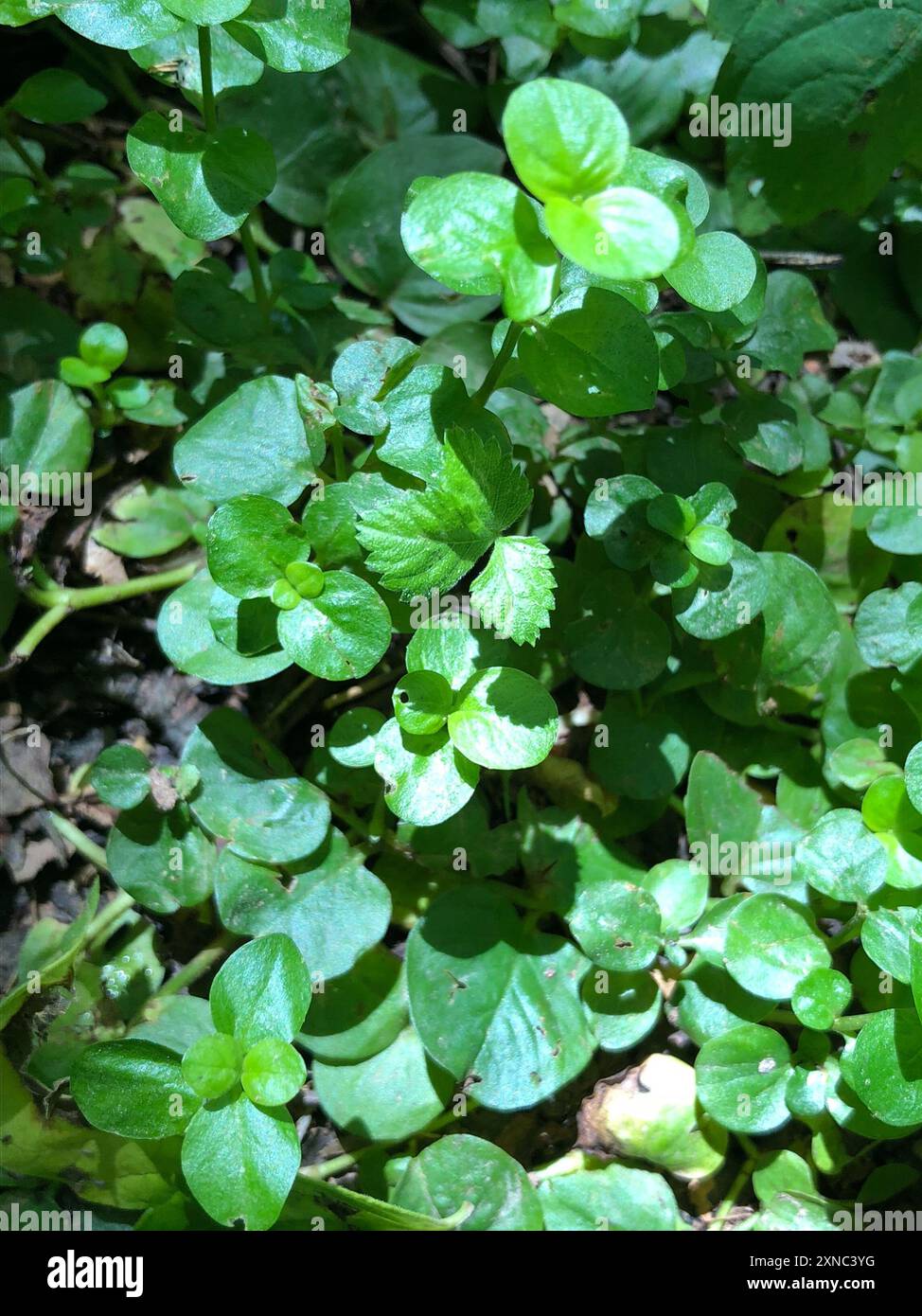 vascular plants (Tracheophyta) Plantae Stock Photo - Alamy