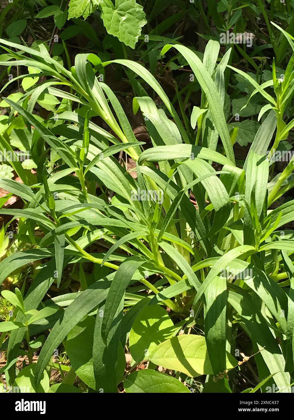 Oak Barrens Barbara's-Buttons (Marshallia legrandii) Plantae Stock ...