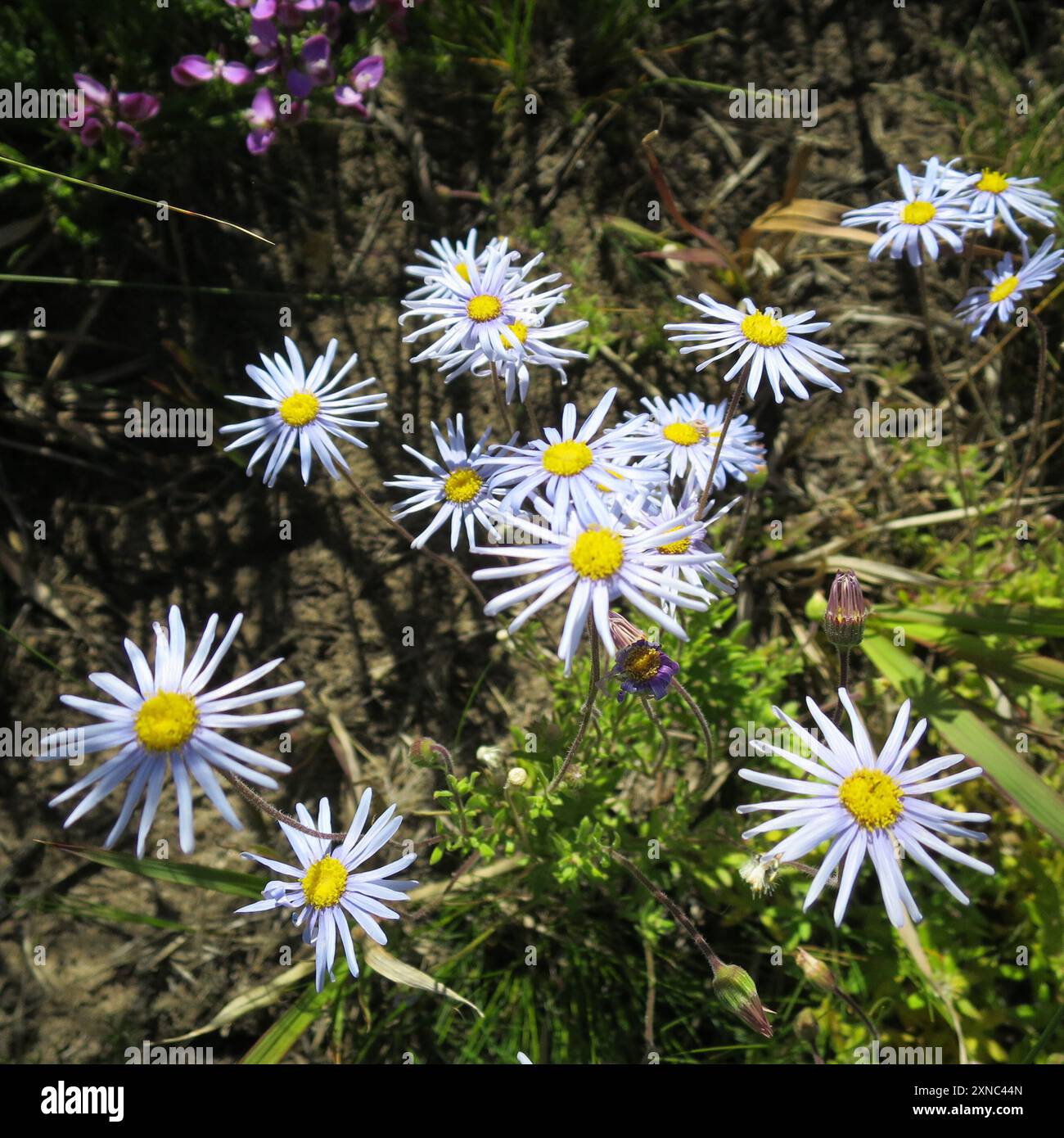 (Felicia amoena latifolia) Plantae Stock Photo - Alamy