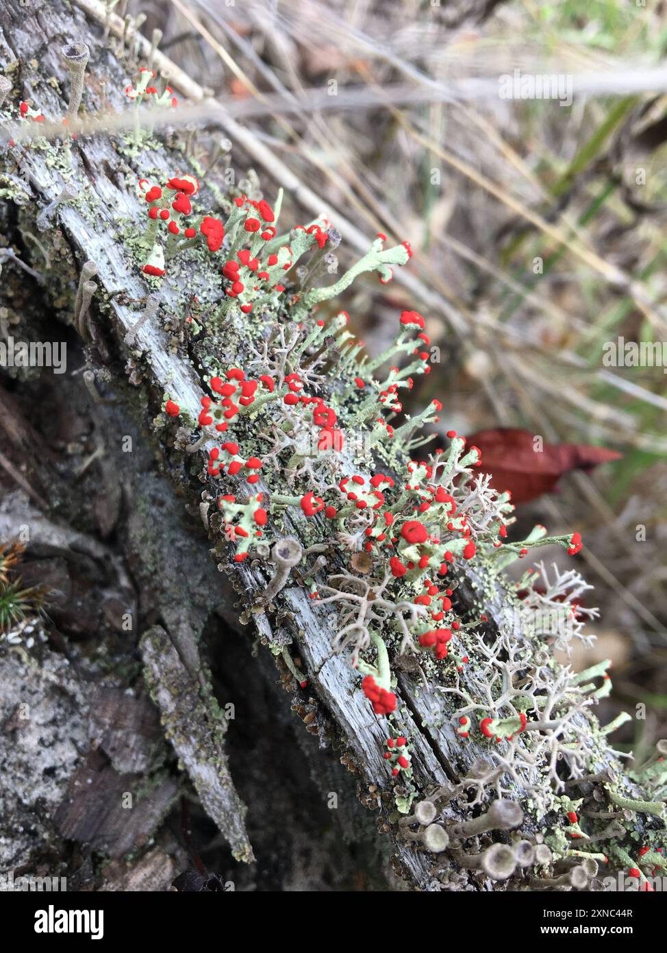 British soldier lichen (Cladonia cristatella) Fungi Stock Photo - Alamy